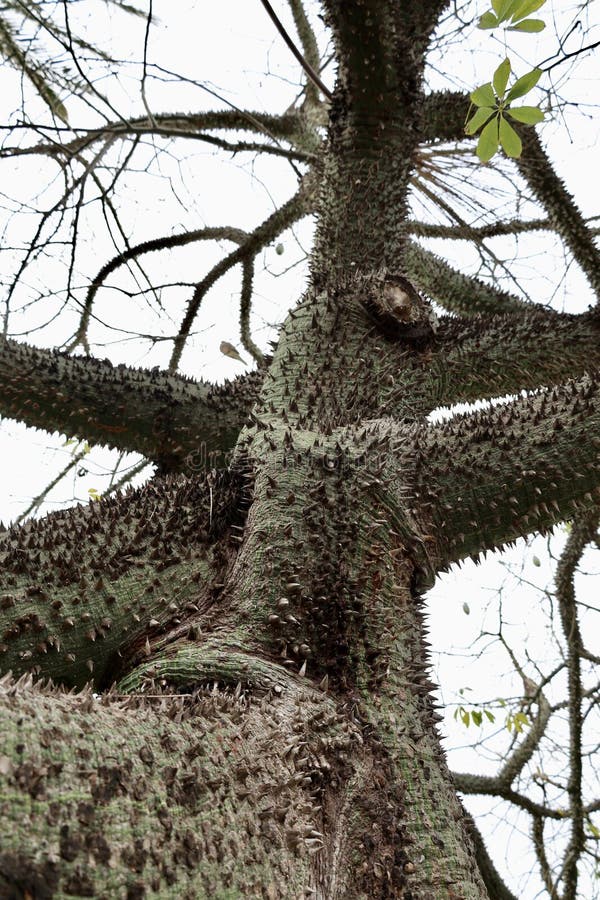 High Quality Abstract Spiky Pattern Illustration Background Stock ...