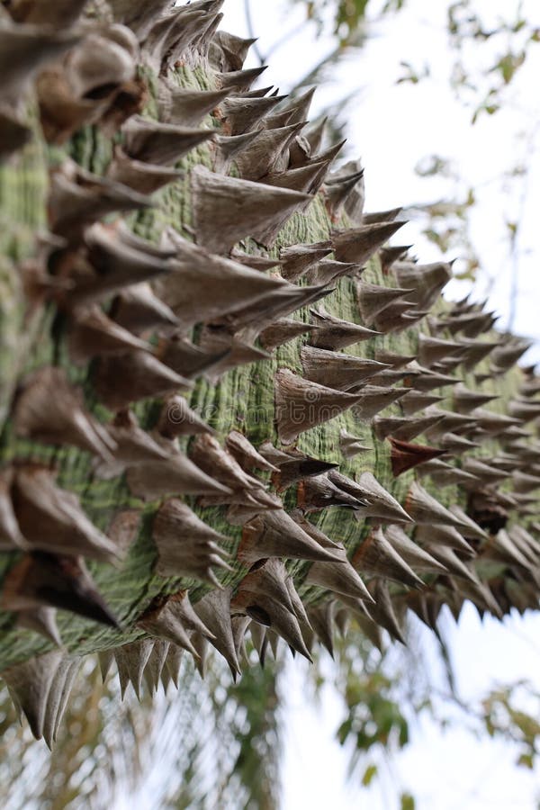 Spiky tree trunk stock photo. Image of prickly, detail - 352837814