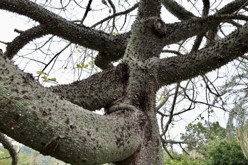 Spiky tree trunk stock image. Image of garden, bumpy - 352837937