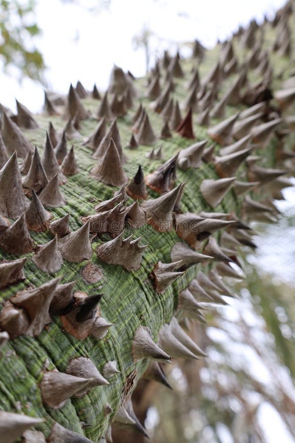 Spiky tree trunk stock image. Image of kapok, flora - 352837975