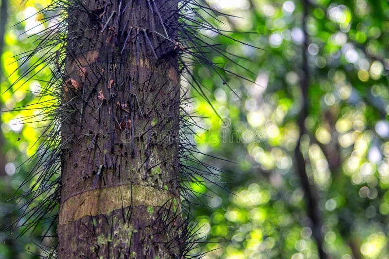 Spiky Tree Trunk stock photo. Image of furry, leaf, climate - 5684638