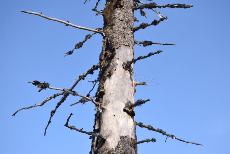 Spiky Tree Trunk stock photo. Image of leaf, jungle, environmental ...