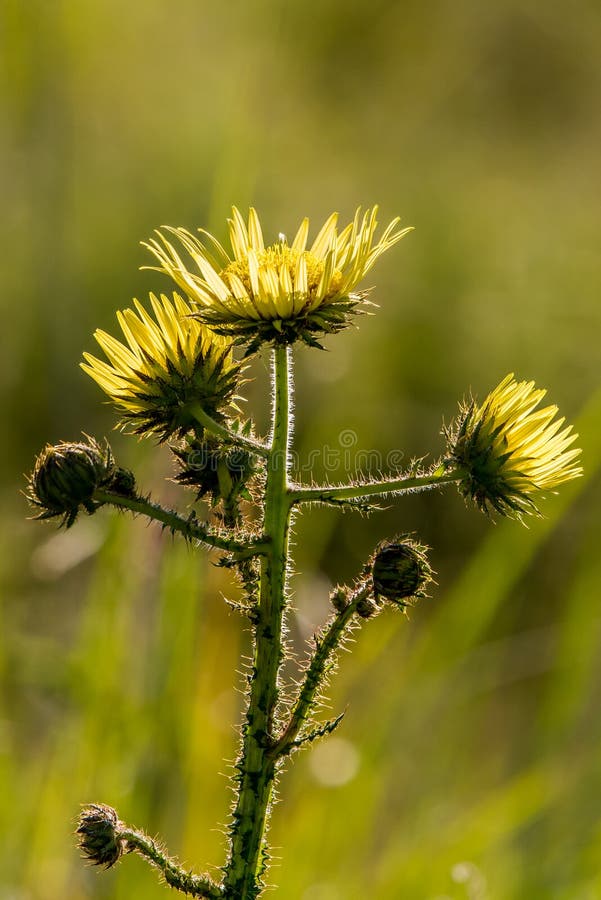 Spiky weed stock photo. Image of weed, nature, reserve - 48451508
