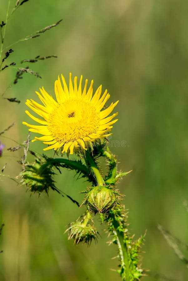 Spiky weed stock image. Image of yellow, natural, wild - 48451025