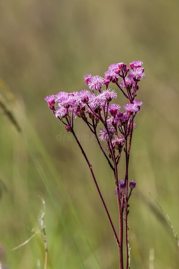 Spiky weed stock image. Image of backlight, rietvlei - 48451145