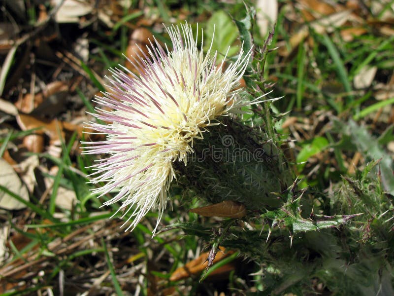White spiky flower stock photo. Image of love, carefree - 63812