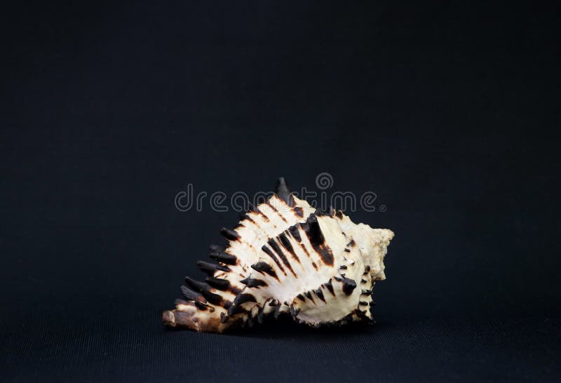 250 Spiky Sea Shell Stock Photos - Free & Royalty-Free Stock Photos ...