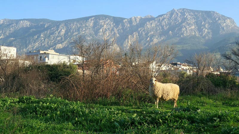 Spill Mountain and Sheep Seen from Manisa Stock Image - Image of manisa ...