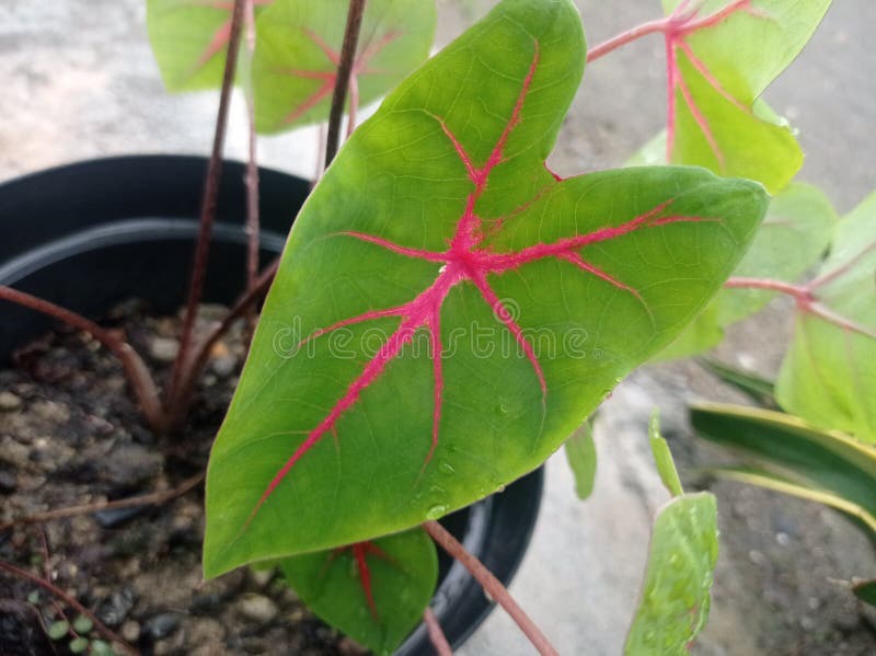 Spilled Rice Flower Leaves with Red Lines and Raindrops Stock Image ...