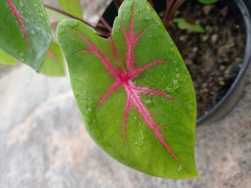 Spilled Rice Flower Leaves with Red Lines and Raindrops Stock Image ...