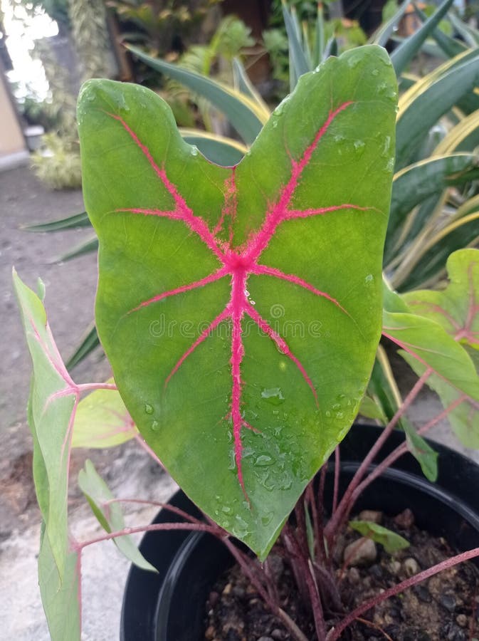 Spilled Rice Flower Leaves with Red Lines and Raindrops Stock Image ...