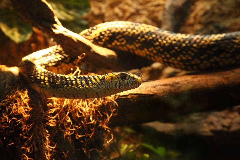 Spilotes Pullatus, Aka The Caninana, Chicken Snake Stock Image - Image ...