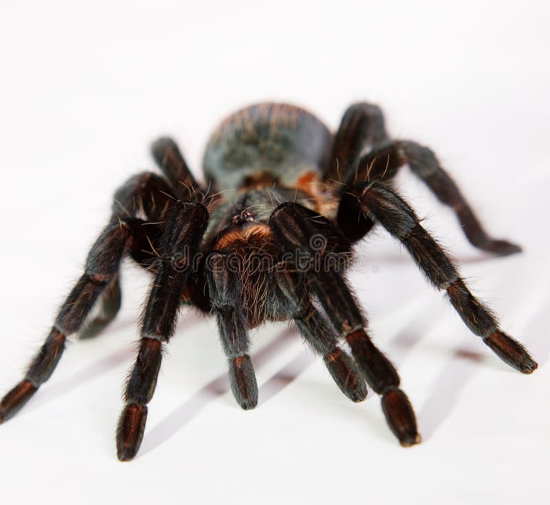 Fiddlebackspin, Vioolspin of Bruine Reclusa Van Loxosceles Van De ...