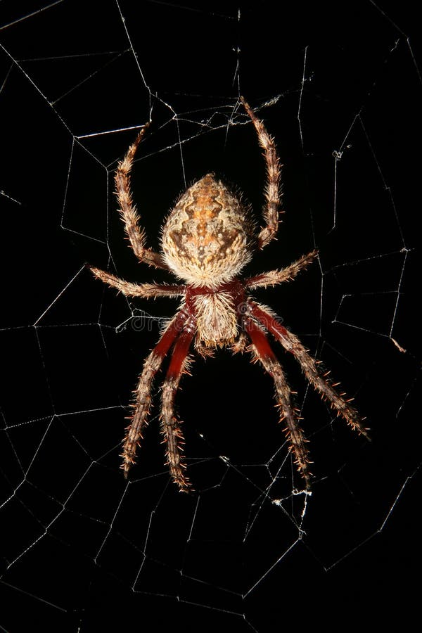 Zwarte, Rode En Gele Hoornige Spin Stock Foto - Image of insect ...