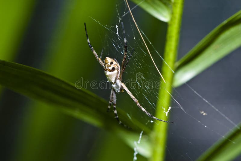 Spin stock foto. Image of kleur, botanisch, micro, kleurrijk - 13485882