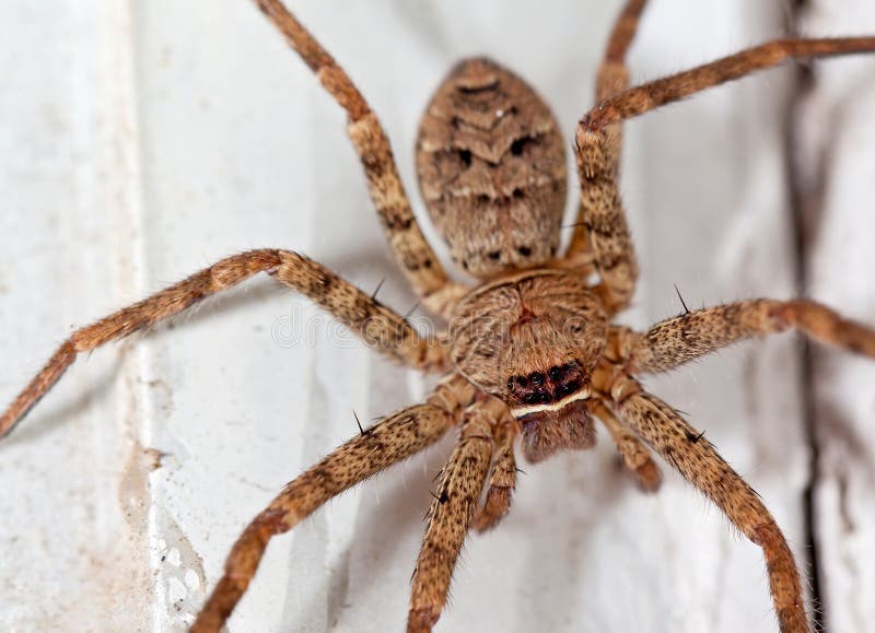 Spin stock foto. Afbeelding bestaande uit been, dieren - 16950930