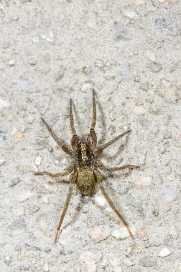 Bruine huntsman spin stock afbeelding. Image of bruin - 39506999