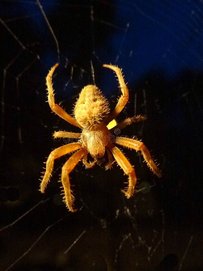 Spin stock foto. Image of huis, haar, arachnoïde, spinachtige - 49151914