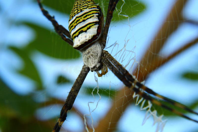 Spin stock afbeelding. Image of streep, hangen, zijn - 63558837