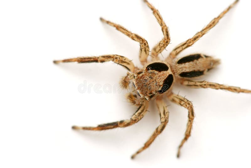 De Harige Spin Met Grote Ogen Sluit Omhoog Stock Afbeelding - Image of ...