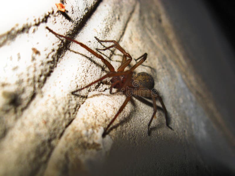 De Zwarte-huisspin of Gewone Zwarte Spin Badumna-insignis Een Gangbare ...