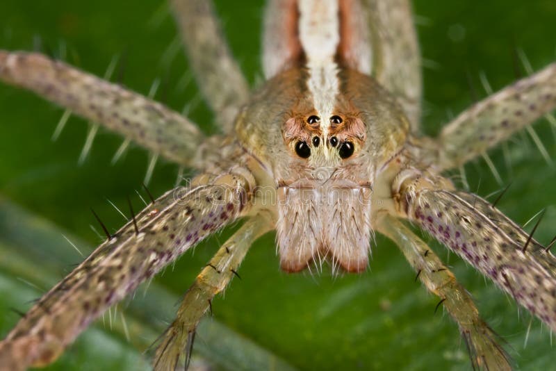 Spin stock foto. Image of openlucht, insect, dier, wild - 8909372