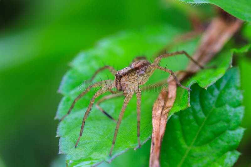 Spin in bos op steen stock afbeelding. Image of spin - 47445425