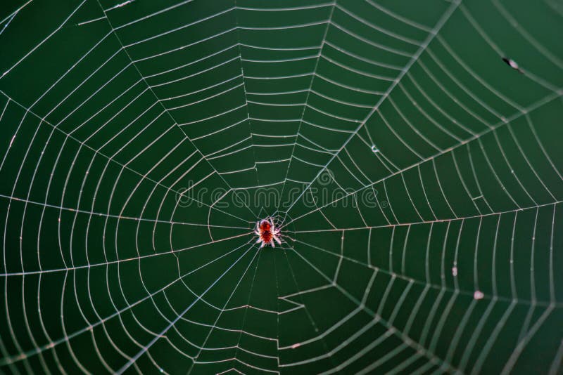 Spin in een Web stock foto. Image of netto, draad, kader - 38829858