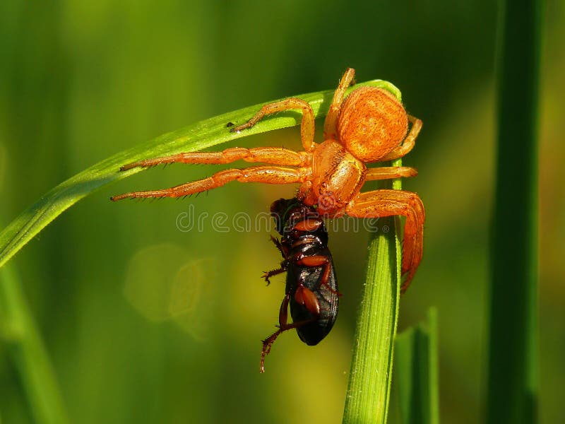 Spin en kever stock afbeelding. Image of kevers, nave - 47113403