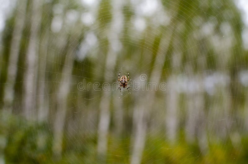 Spin en zijn net in bos stock afbeelding. Image of groen - 108044027
