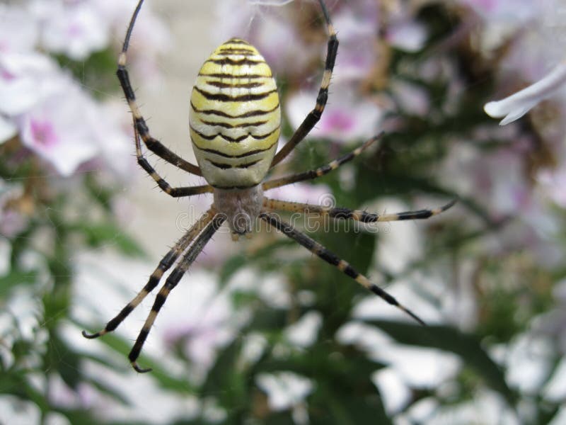 Spin met gele strepen stock foto. Image of verleiding - 63916840