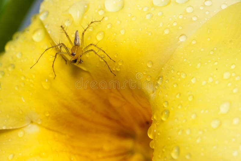 Spin in gele bloem stock foto. Image of insect, spinneweb - 209397642