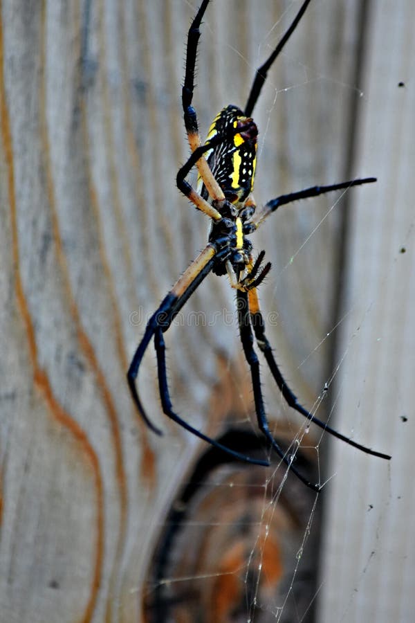 Spin, Gele Gemeenschappelijke Kruisspin, Stock Foto - Image of zijn ...
