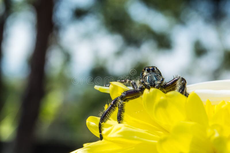 Spin, Gele Gemeenschappelijke Kruisspin, Stock Foto - Image of zijn ...