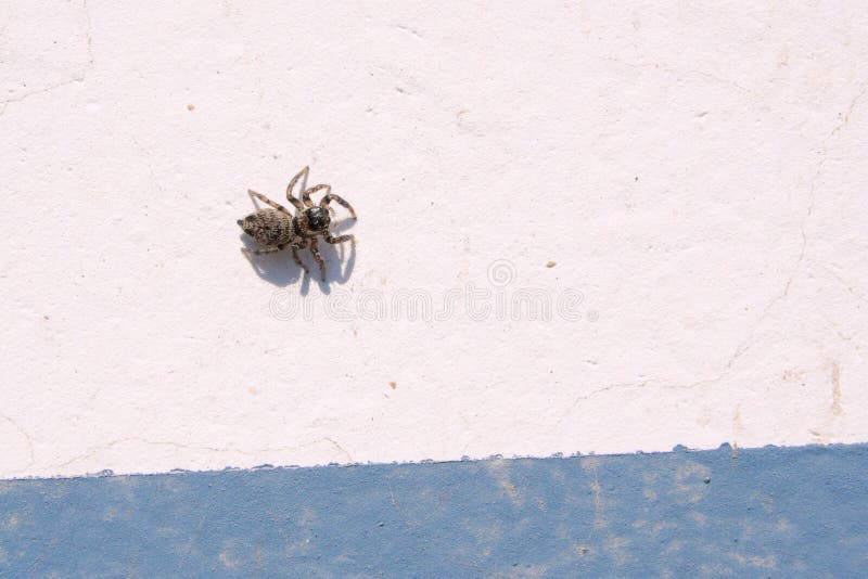 Spin op de muur stock afbeelding. Image of spin, wild - 242512597