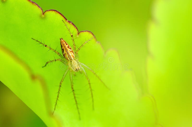 Fiddlebackspin, Vioolspin Of Bruine Reclusa Van Loxosceles Van De ...