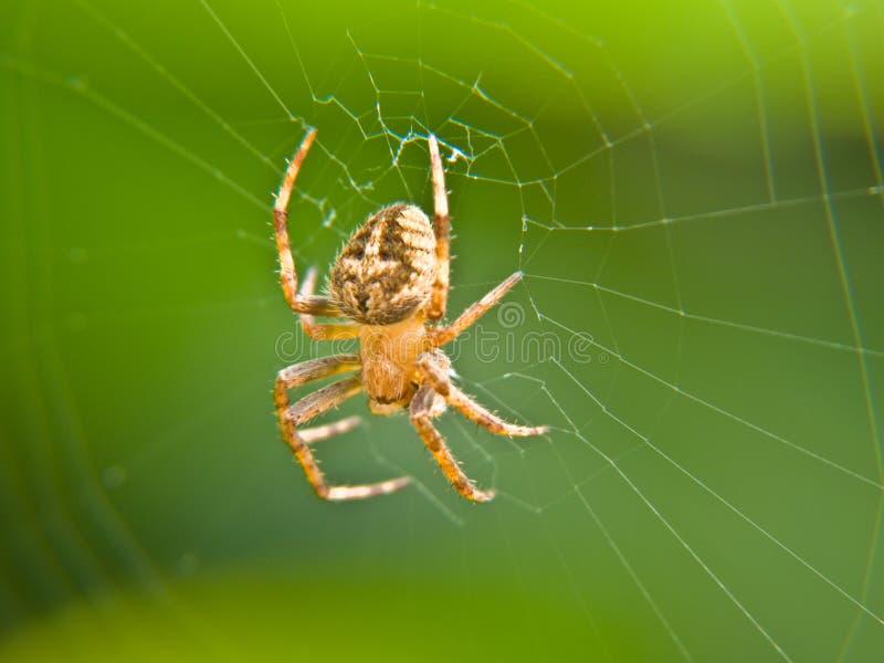 Spin op Web stock afbeelding. Image of spinnen, vervagen - 13419177