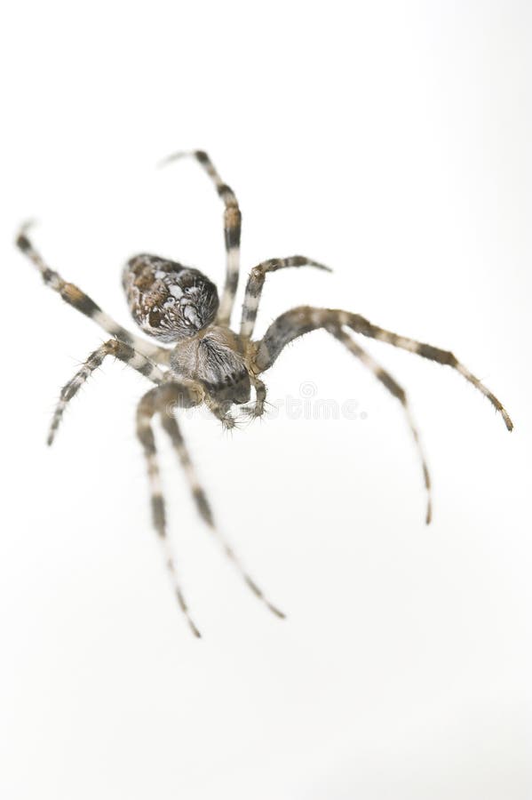 Een vooraanzicht van spin stock foto. Image of spin, ongedierte - 47668
