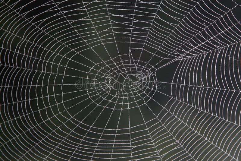 Spin-Web stock foto. Image of zwart, spinneweb, spin, daling - 6084172