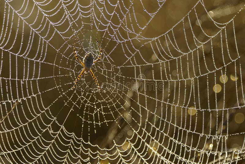 Spin in web met dauw stock afbeelding. Image of insect - 11437231