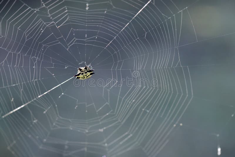 Spin in Web, Tegen Zonlicht Stock Afbeelding - Image of sluit, vangst ...