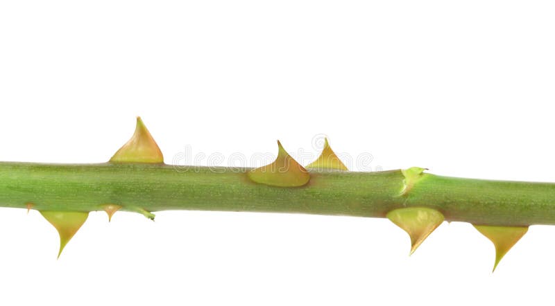 Spina di Rosa. immagine stock. Immagine di pianta, giallo - 36506257
