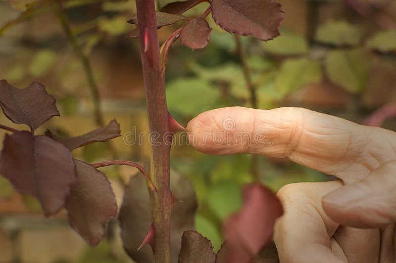 Spina Di Rosa Dei Touchs Del Dito Immagine Stock - Immagine di ...