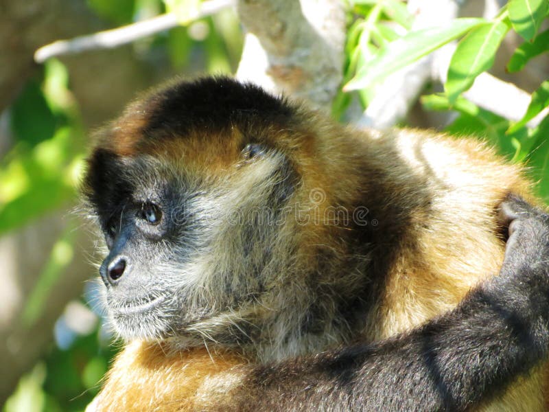 Spinaap redactionele fotografie. Image of nave, honden - 49889927