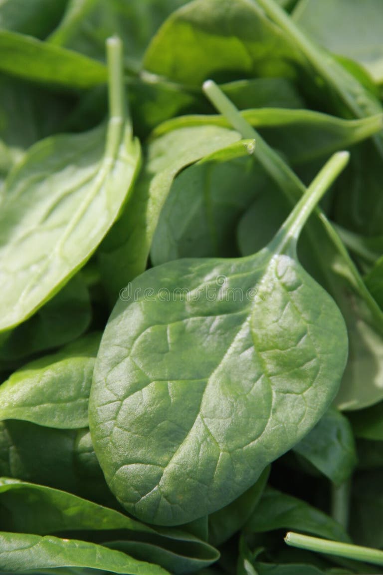 1,727 Calcium Spinach Stock Photos - Free & Royalty-Free Stock Photos ...
