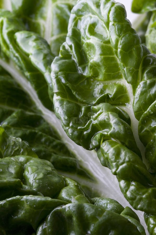 Spinach, swiss chard stock image. Image of salad, details - 14321269
