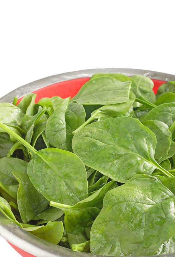 Spinach stock image. Image of water, healthy, food, droplet - 22011127