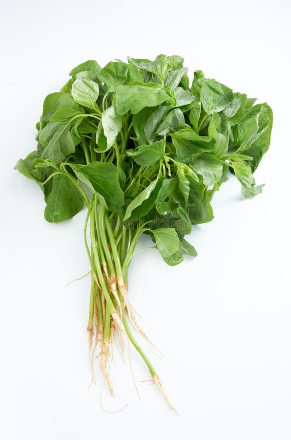 Spinach stock photo. Image of food, closeup, nutritious - 22614114