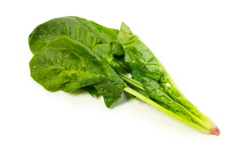 Spinach stock photo. Image of plant, organic, health - 25179578