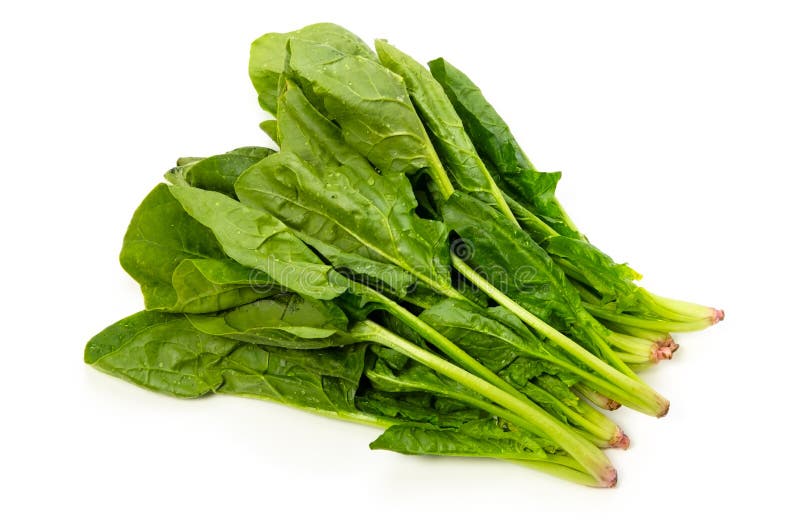 Spinach stock photo. Image of plant, organic, health - 25179578